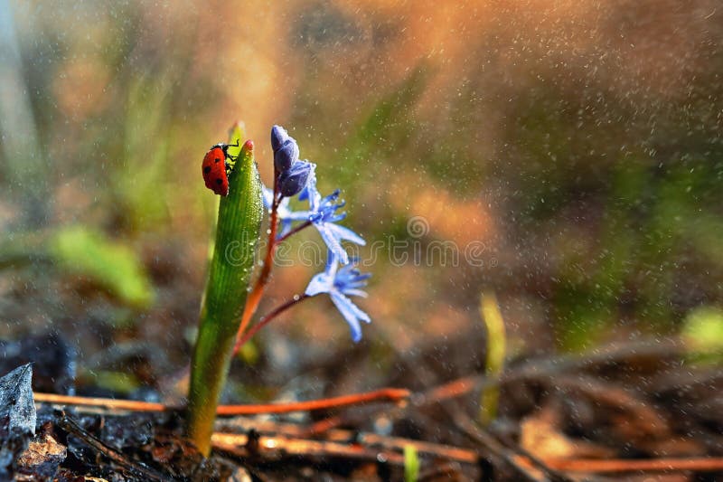 Ladybug on Common Violets Viola Odorata in Spring Rain Stock Image ...