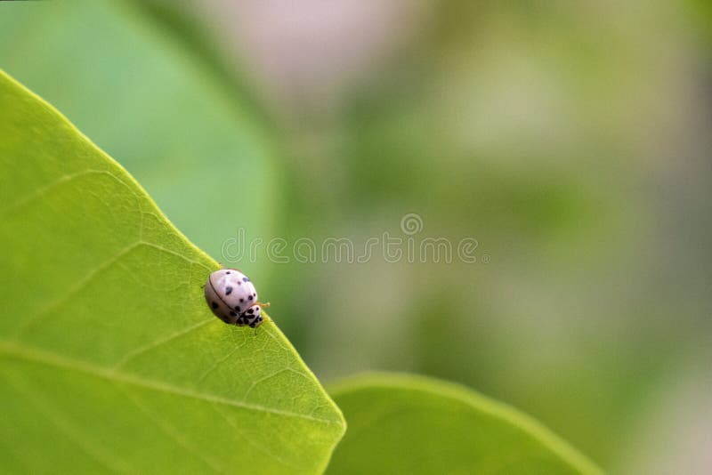 Ladybug copyspace green stock photo. Image of copy, ladybird - 256995506