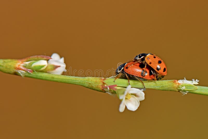 Mating Ladybug Pair on Flowering Stem Stock Image - Image of ...