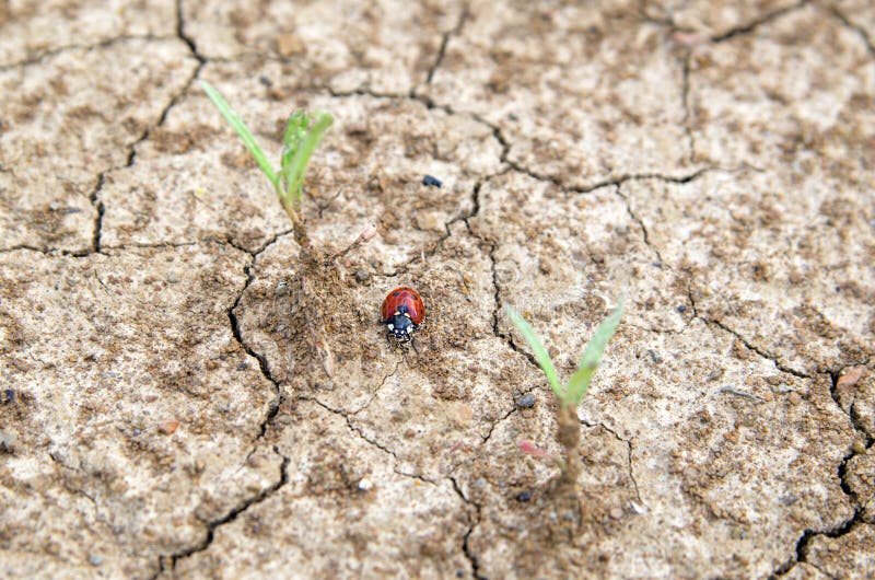 Ladybug Crawling on a Cracked Ground Stock Image - Image of environment ...