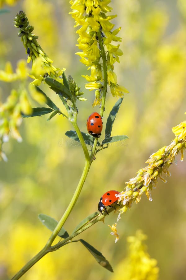 Ladybug Crawling on a Dry Grass Stock Image - Image of ladybird ...