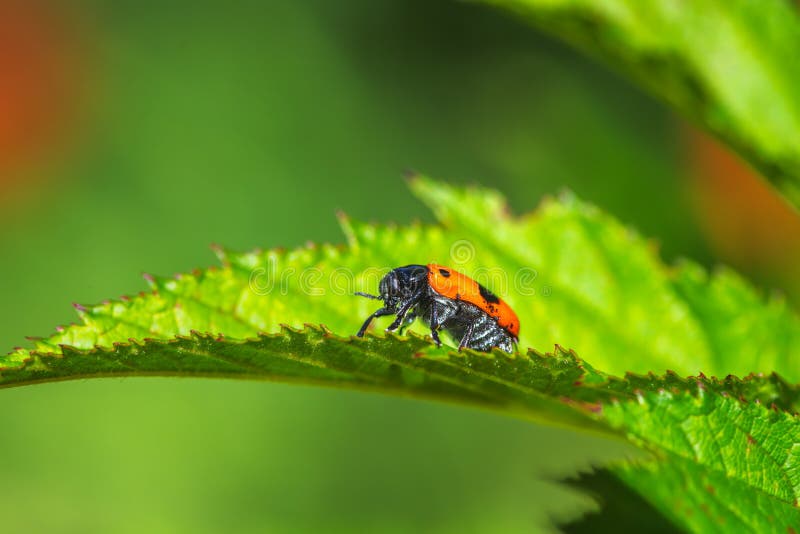 Ladybug Crawling on a Green Leaf from a Cucumber Stock Image - Image of ...