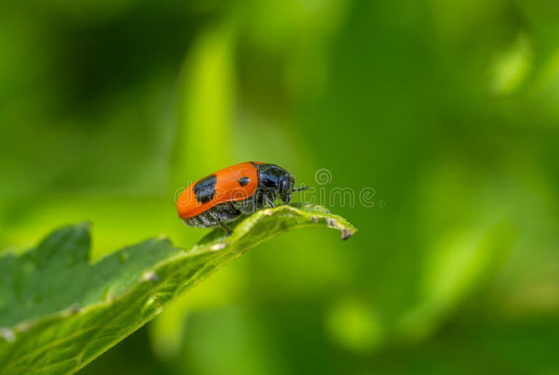 Ladybug Crawling on a Green Leaf from a Cucumber Stock Image - Image of ...