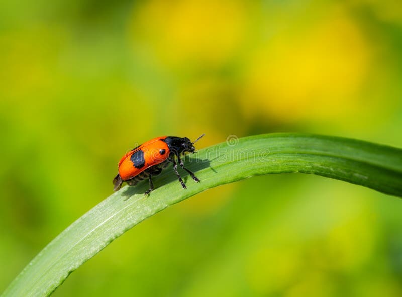 Ladybug Crawling on a Green Leaf from a Cucumber Stock Image - Image of ...