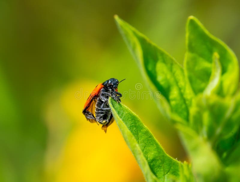 Ladybug Crawling on a Green Leaf from a Cucumber Stock Image - Image of ...