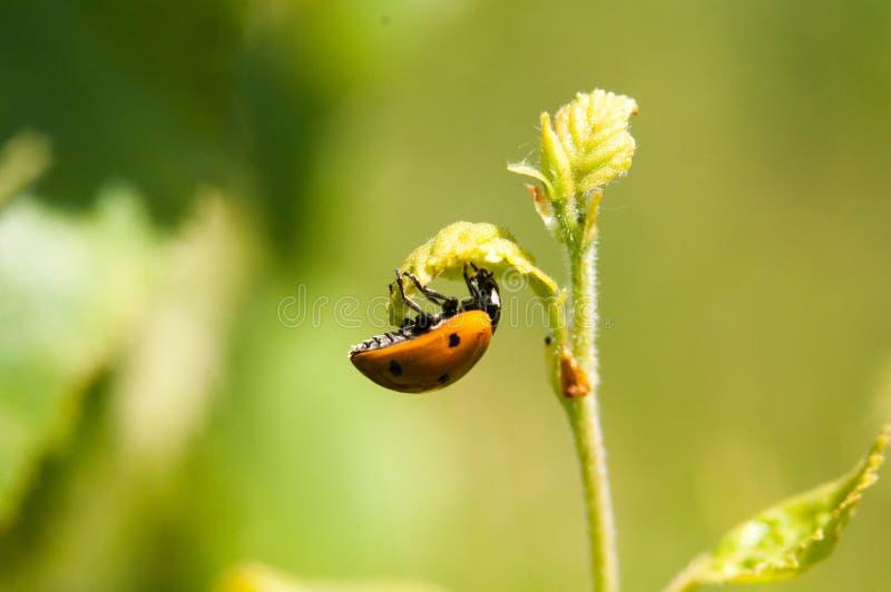 Ladybug crawling on a leaf stock photo. Image of floral - 74390504