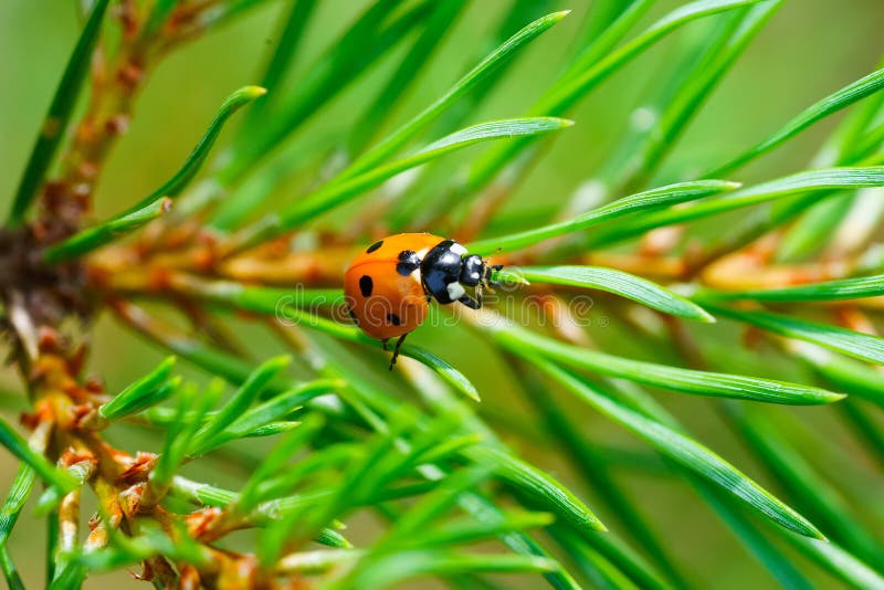 Ladybug crawling on a pine stock photo. Image of beetle - 74324234