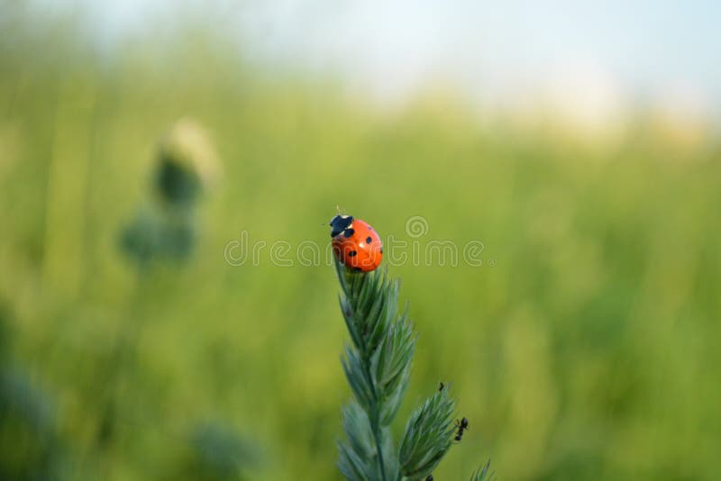 Ladybug Crawling on a Green Leaf from a Cucumber Stock Image - Image of ...
