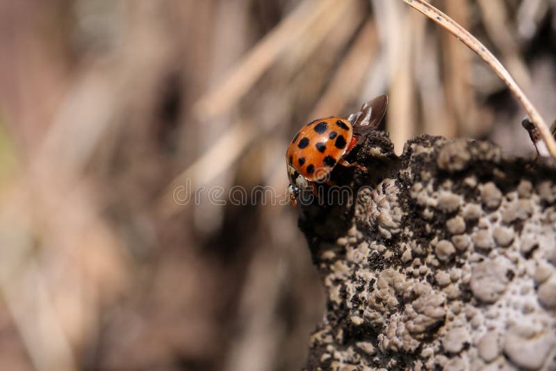 Ladybug Crawling on a Stone Stock Image - Image of condensation ...