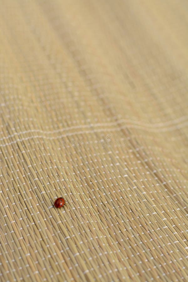 Ladybug Crawling on a Straw Mat Stock Photo - Image of animal, beauty ...