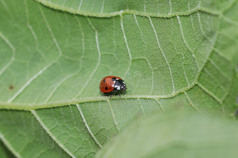 A Ladybug Crawling on the Underside of a Veined Leaf Stock Photo ...