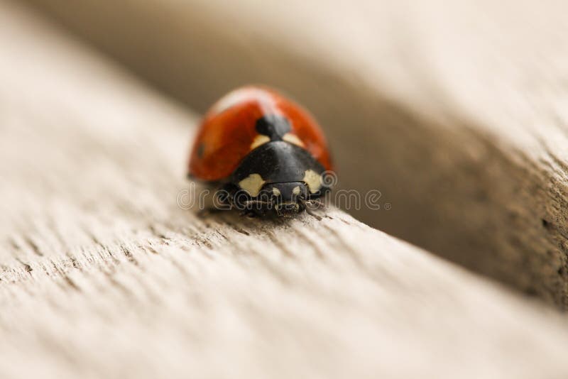 Front view of ladybug stock image. Image of insect, ladybug - 8466437