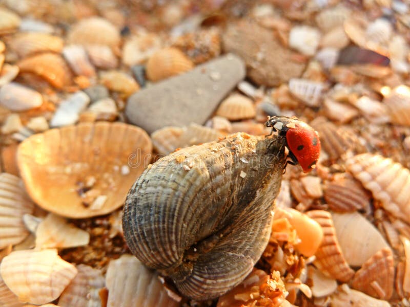 A Ladybug Crawls on a Seashell on the Beach Sunset Stock Photo - Image ...