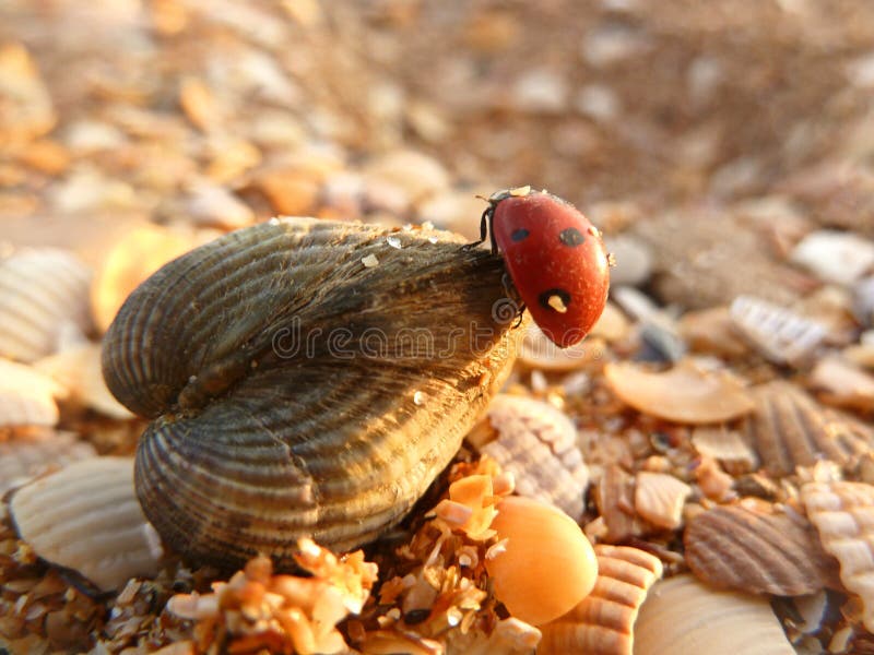 A Ladybug Crawls on a Seashell on the Beach Sunset Stock Image - Image ...
