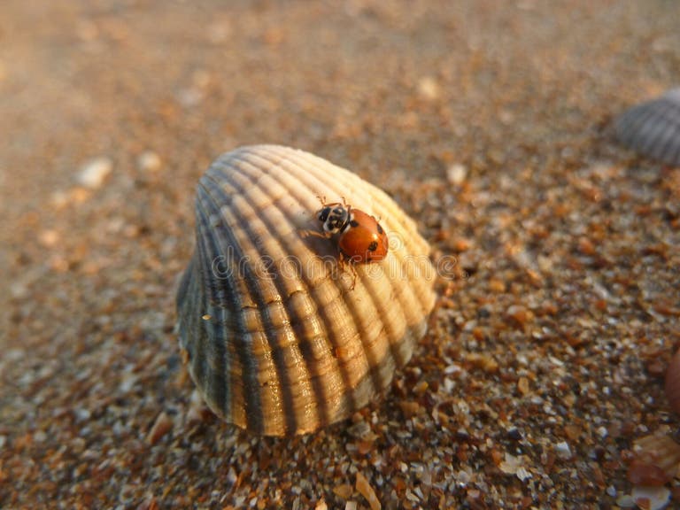 A Ladybug Crawls on a Seashell on the Beach Sunset Stock Photo - Image ...