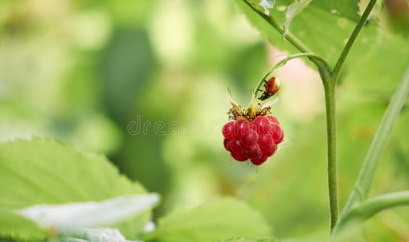 Ladybug on a Raspberry Bush. Fresh Red Raspberries in Droplets of Water ...