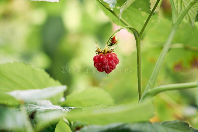 Ladybug on a Raspberry Bush. Fresh Red Raspberries in Droplets of Water ...