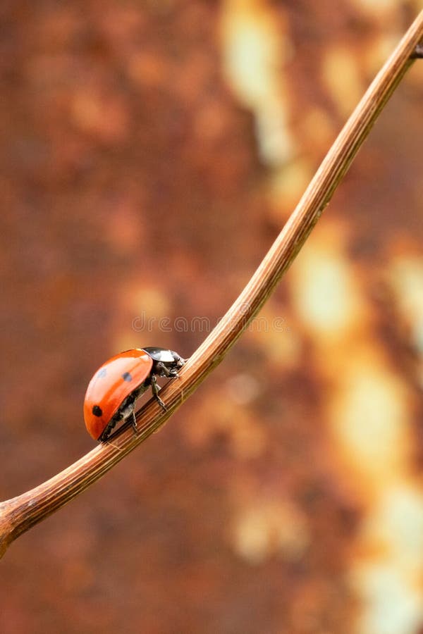 Ladybug Crawls Up the Vine Branch. Image on Blurred Rusty Background ...