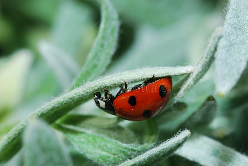 Ladybug Upside Down on Leaves Stock Image - Image of insect, lens ...