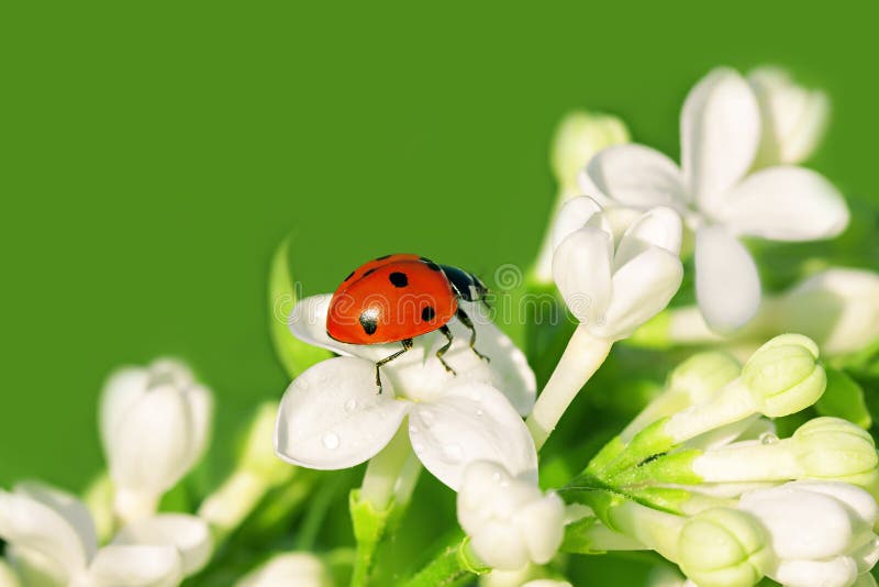 Ladybird Beetle On Rose Leaf 1 Stock Photo - Image of plants, spring ...