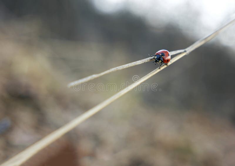Sparrow with Injured Wing - at Crossroads Stock Photo - Image of color ...