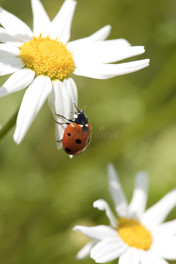 Ladybug on daisy stock image. Image of foliage, bird - 16898463