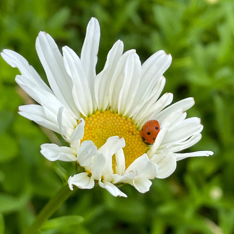 Ladybug Splitis Daisy Flower Petals 01 Stock Photo - Image of spotted ...