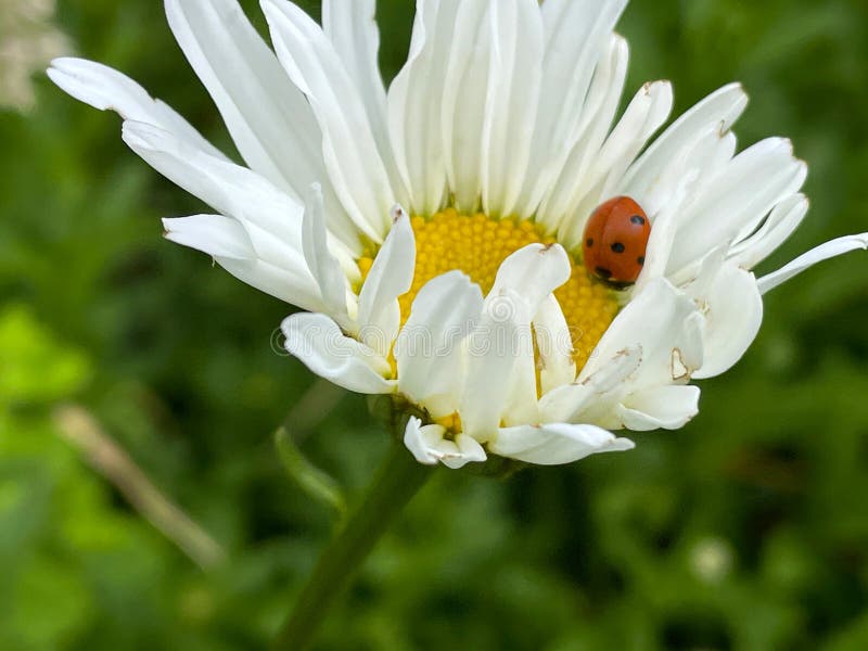 Ladybug Splitis Daisy Flower Petals 03 Stock Photo - Image of white ...