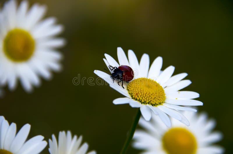 Ladybug stock photo. Image of nature, spring, insect - 47287210