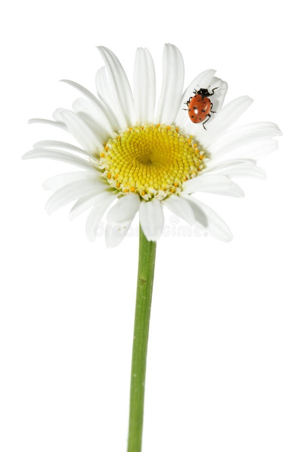 Ladybug on daisy stock photo. Image of backdrop, flora - 5403208