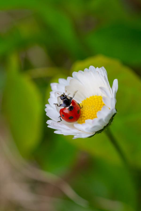 Ladybug on daisy flower stock image. Image of flower, environment - 8613671