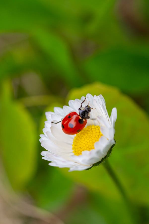 Ladybug on daisy flower stock image. Image of fauna - 217004663