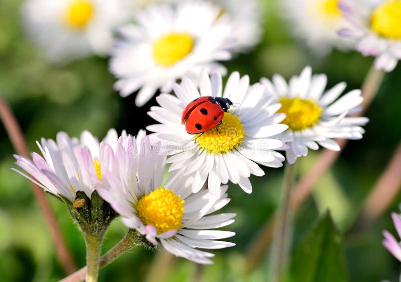 Ladybug on daisy flower stock image. Image of flora, bright - 39245299