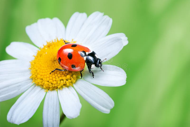 Ladybug on daisy stock photo. Image of colored, nature - 37442424