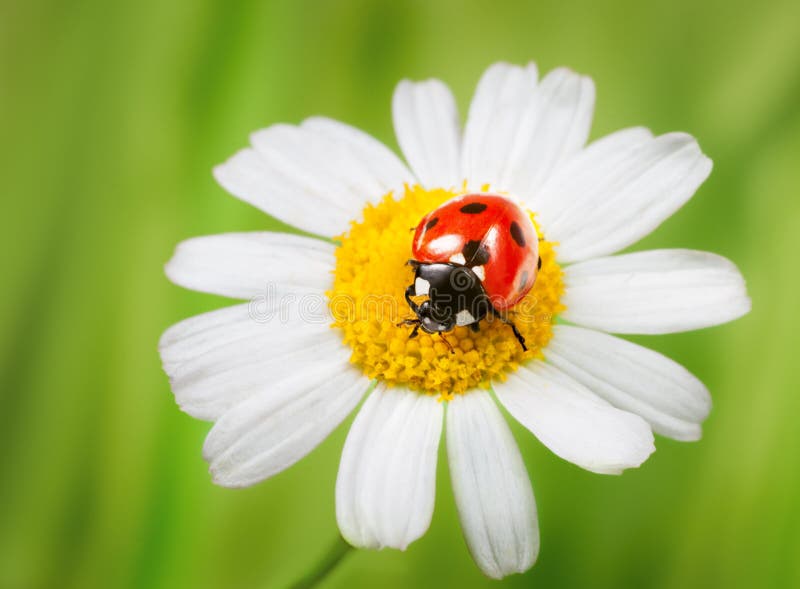 Ladybug on daisy stock photo. Image of colored, nature - 37442424