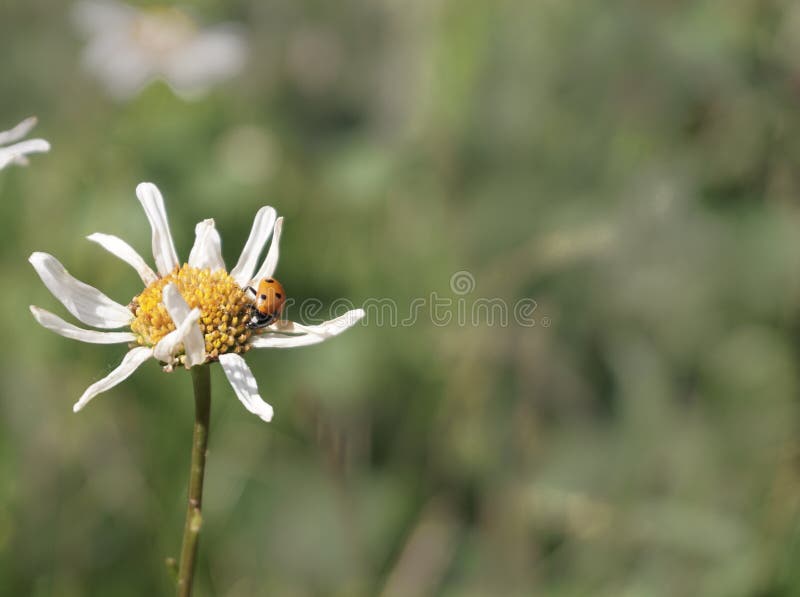 Ladybug on daisy in park stock image. Image of daisy - 197971573