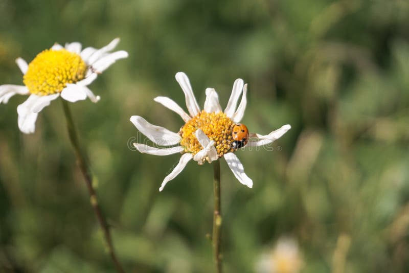 Ladybug on daisy stock photo. Image of clear, floral - 197971578