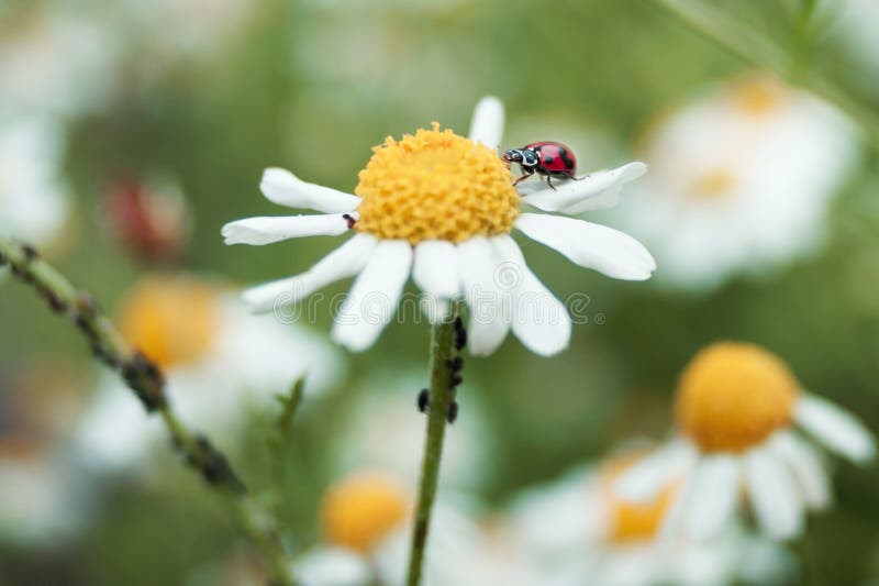 Ladybug on a daisy. stock photo. Image of spring, daisy - 71779820