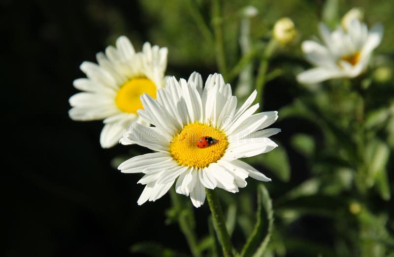 Ladybug on daisy wheel stock image. Image of color, invertebrate - 96308319