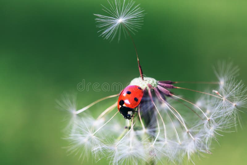 Ladybug Stock Images - Download 25,986 Royalty Free Photos