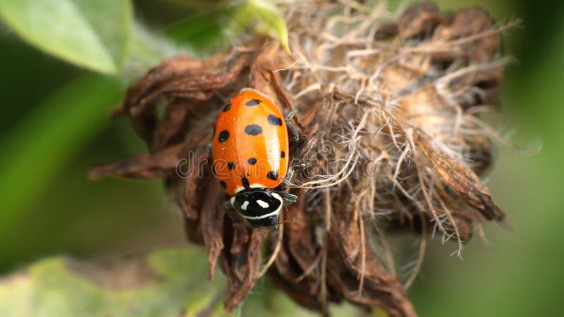 Ladybug on a clover flower stock photo. Image of flower - 211712614