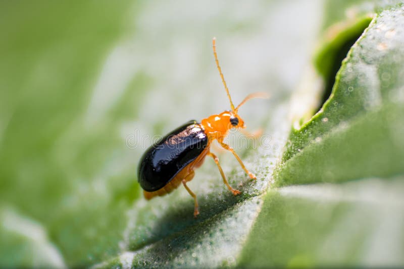 A Ladybug, Macro Photograph Stock Photo - Image of isolated ...