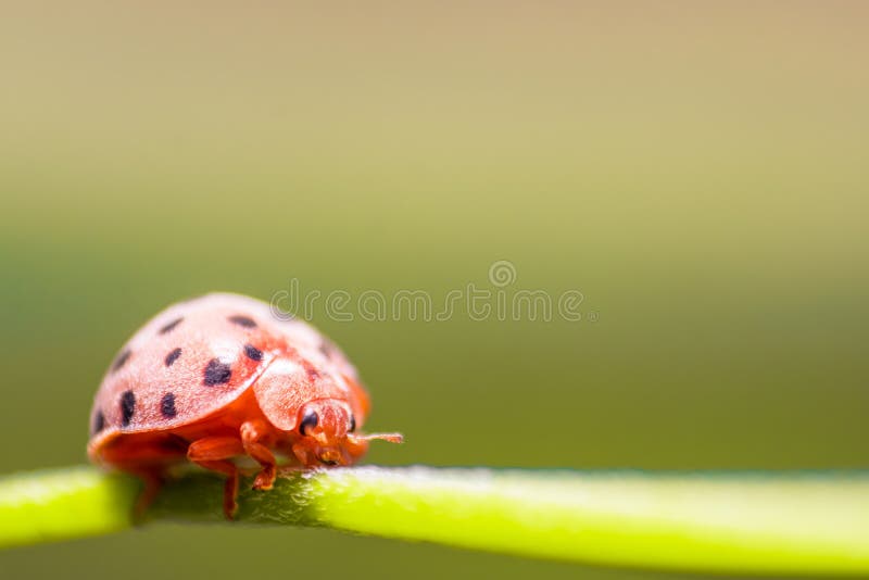 A Ladybug, Macro Photograph Stock Image - Image of macro, close: 158212059