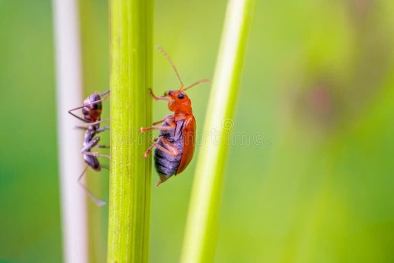 A Ladybug, Macro Photograph Stock Image - Image of black, meadow: 158212107