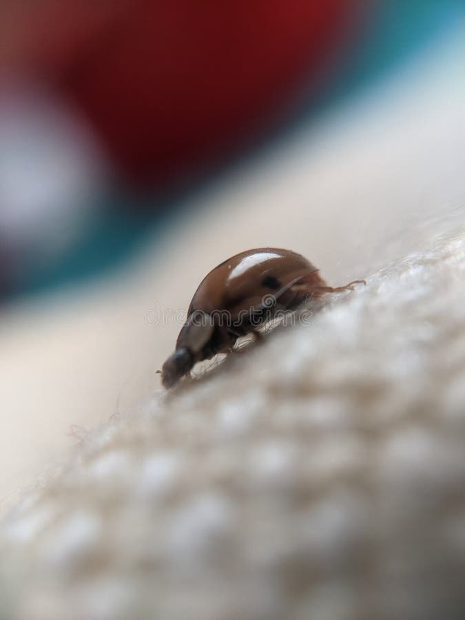 Ladybug ladybug descending stock image. Image of descending - 346500899