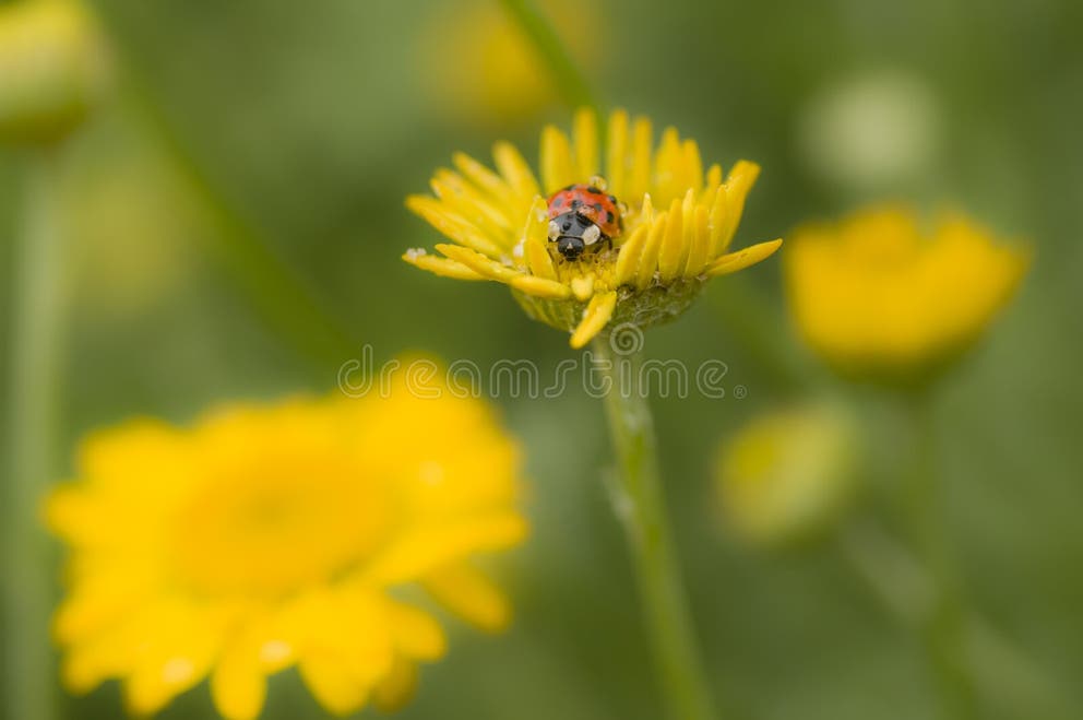 Ladybug with dew drop stock image. Image of animal, garden - 25903605
