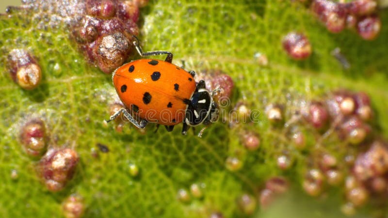 Ladybug on a diseased leaf stock image. Image of ecuador - 251252621