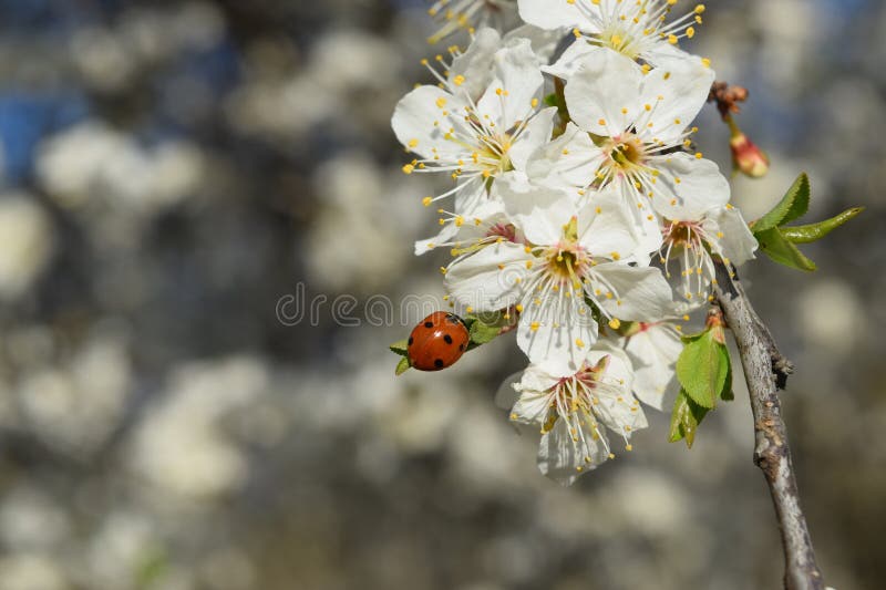 Ladybug without Dots on a White Cherry Blossom in Spring, Macro Stock ...