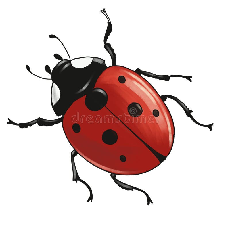 Ladybug. Drawing Worksheet. Stock Vector - Illustration of paper ...