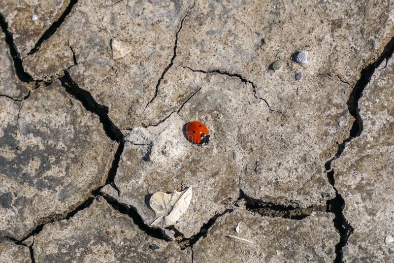Ladybug at Ground stock image. Image of nature, beetle - 71638805